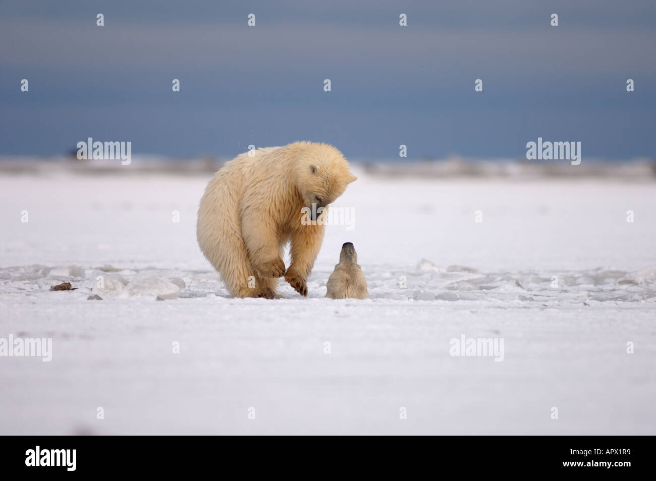 polar bear sow in the water playing with her cub on pack ice 1002 ...