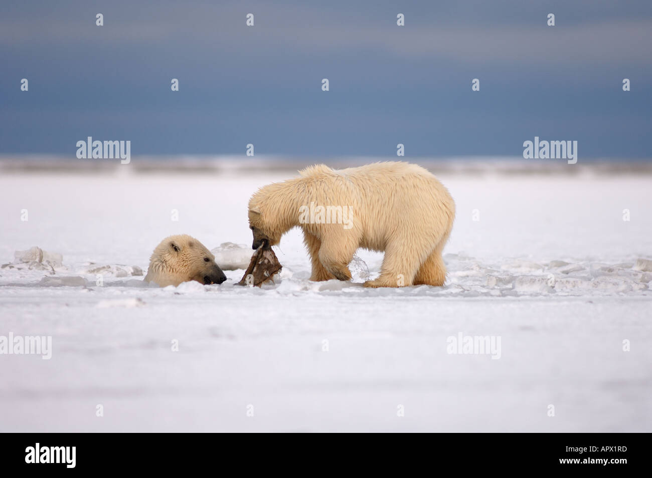 Polar Bear Sow In The Water Playing With Her Cub On The Pack Ice 1002 Coastal Plain The Arctic