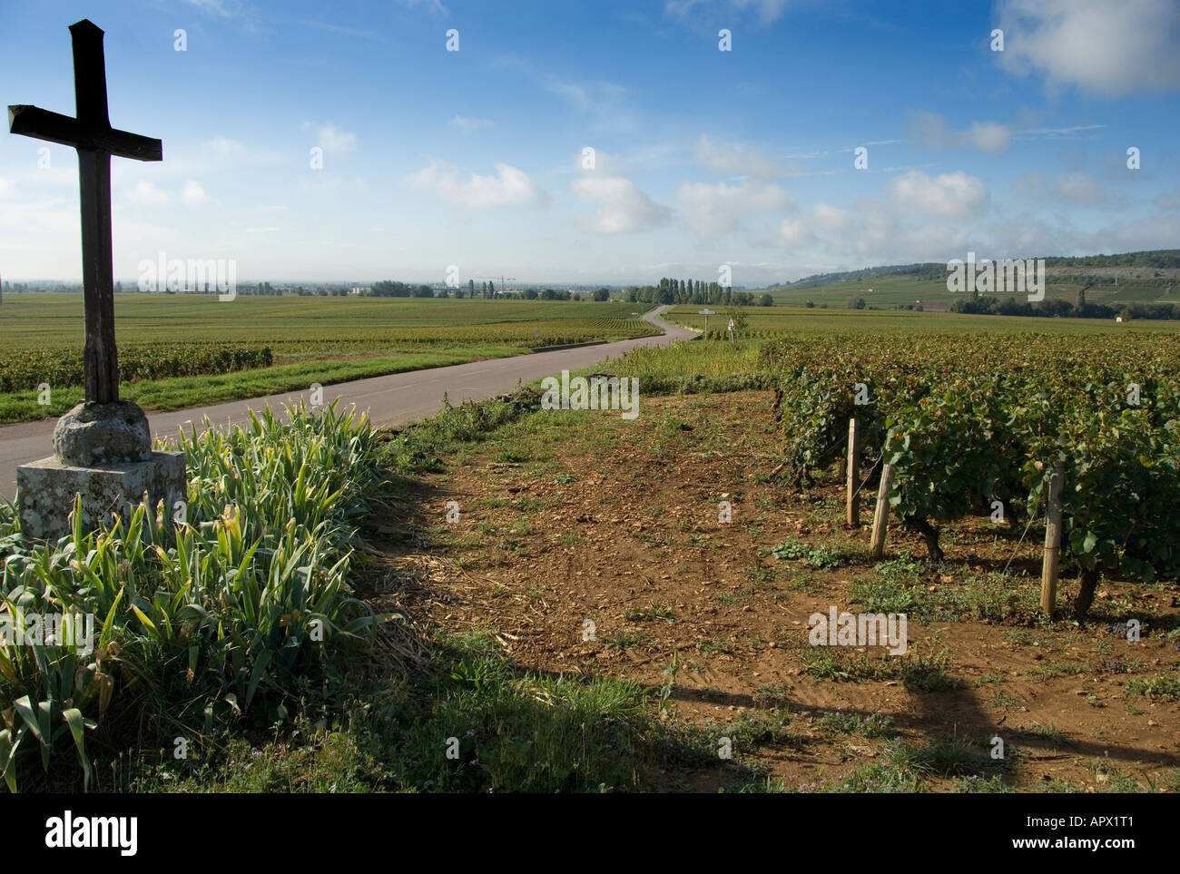 Landscape with road and cross at premier cru vineyard between Pernand ...