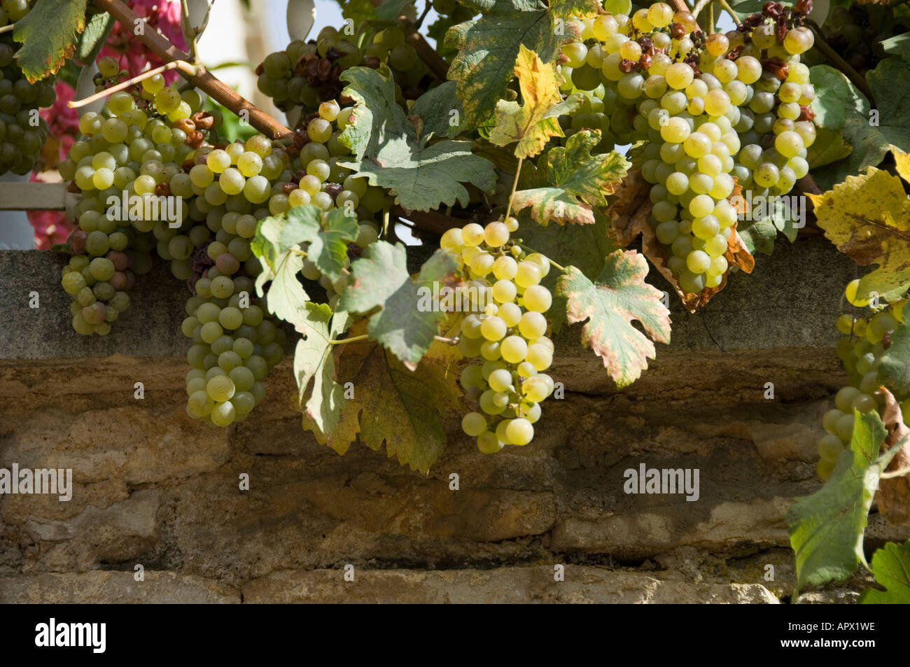 Grape vine growing on wall hi-res stock photography and images - Alamy