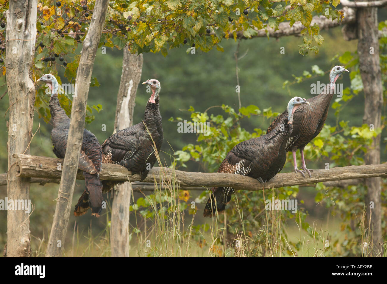 Tennessee wild turkey hi-res stock photography and images - Alamy