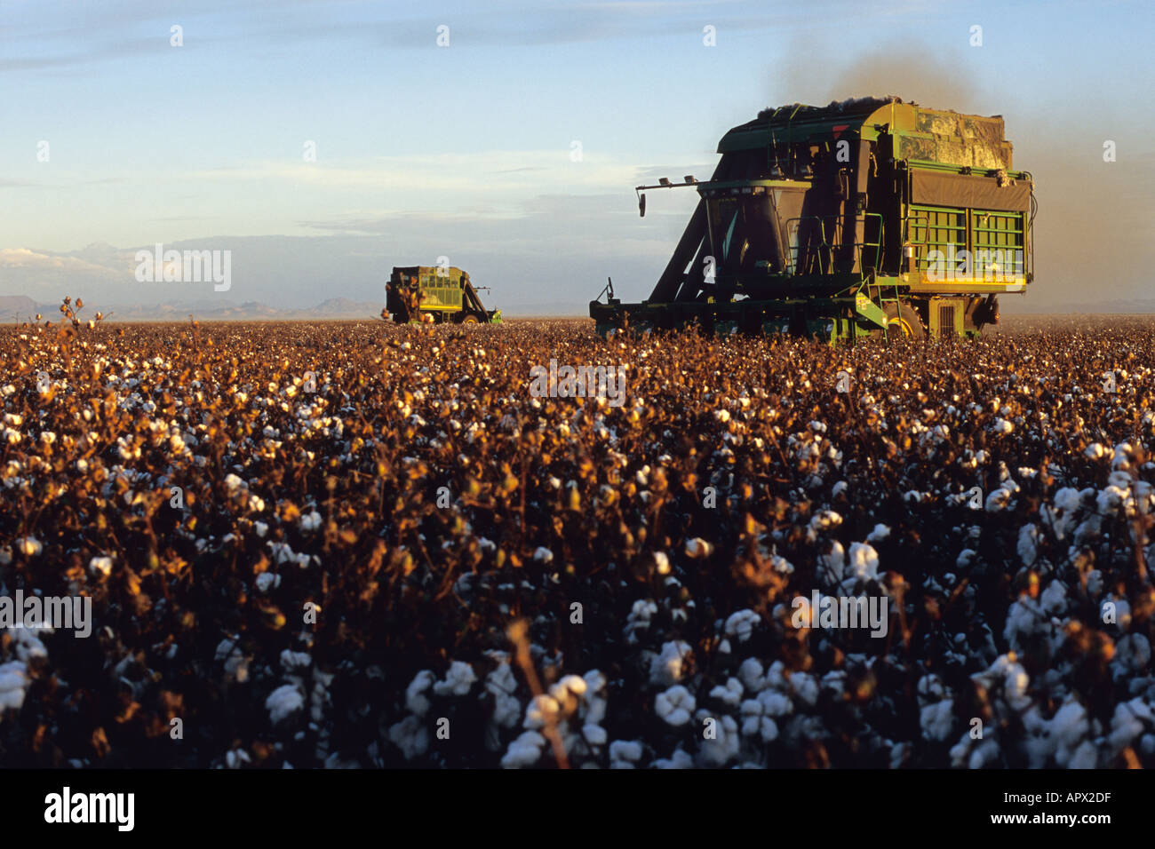 Cotton Harvest at Paloma Ranch in Gila Bend Arizona Stock Photo - Alamy