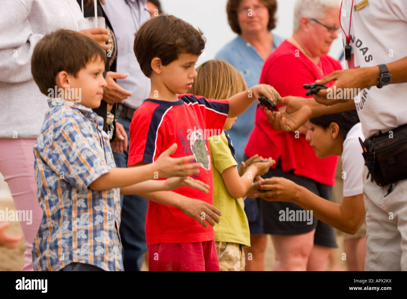 Oliver ridley turtles hi-res stock photography and images - Alamy
