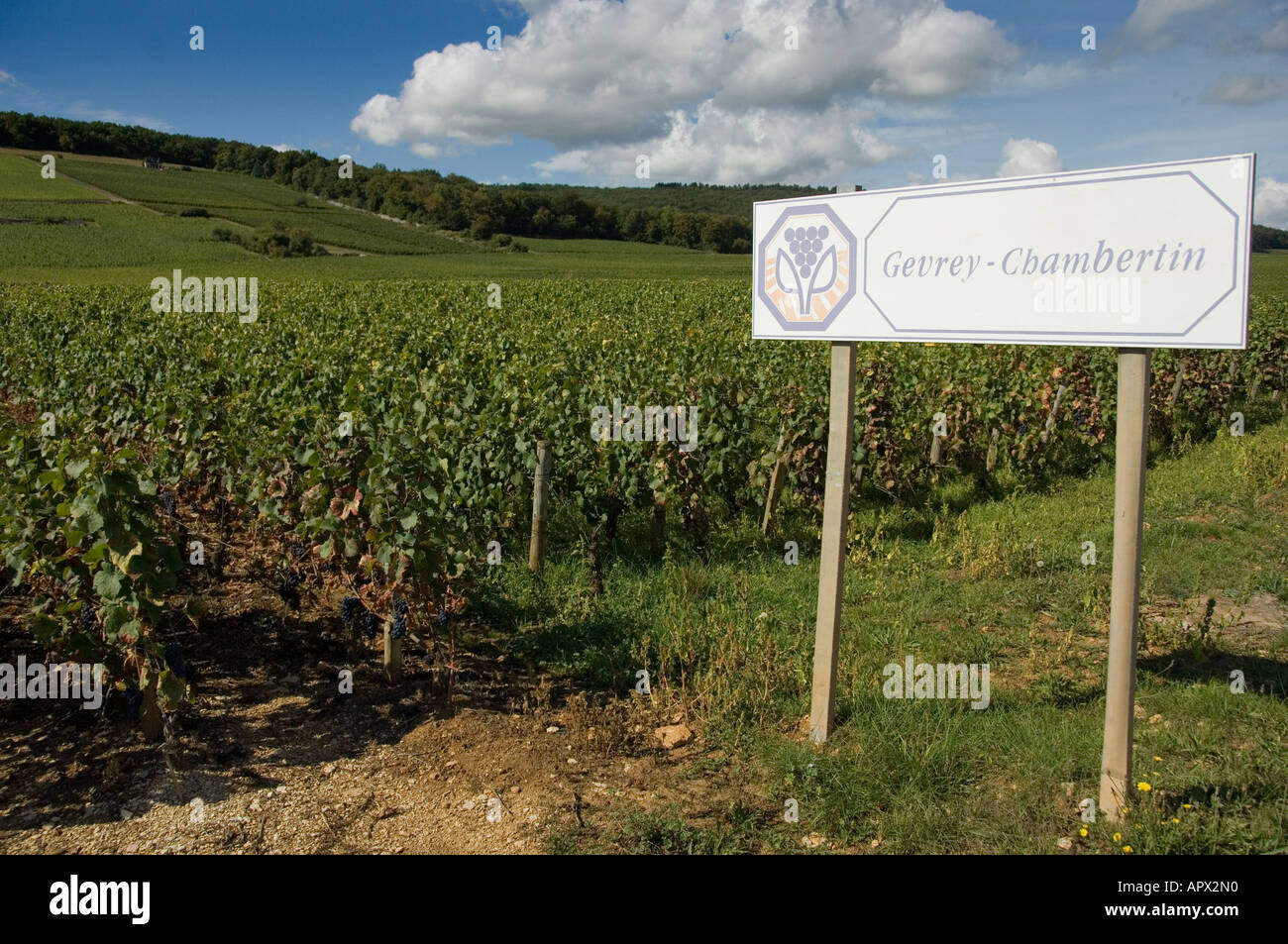 Gevrey chambertin vineyard hi-res stock photography and images - Alamy