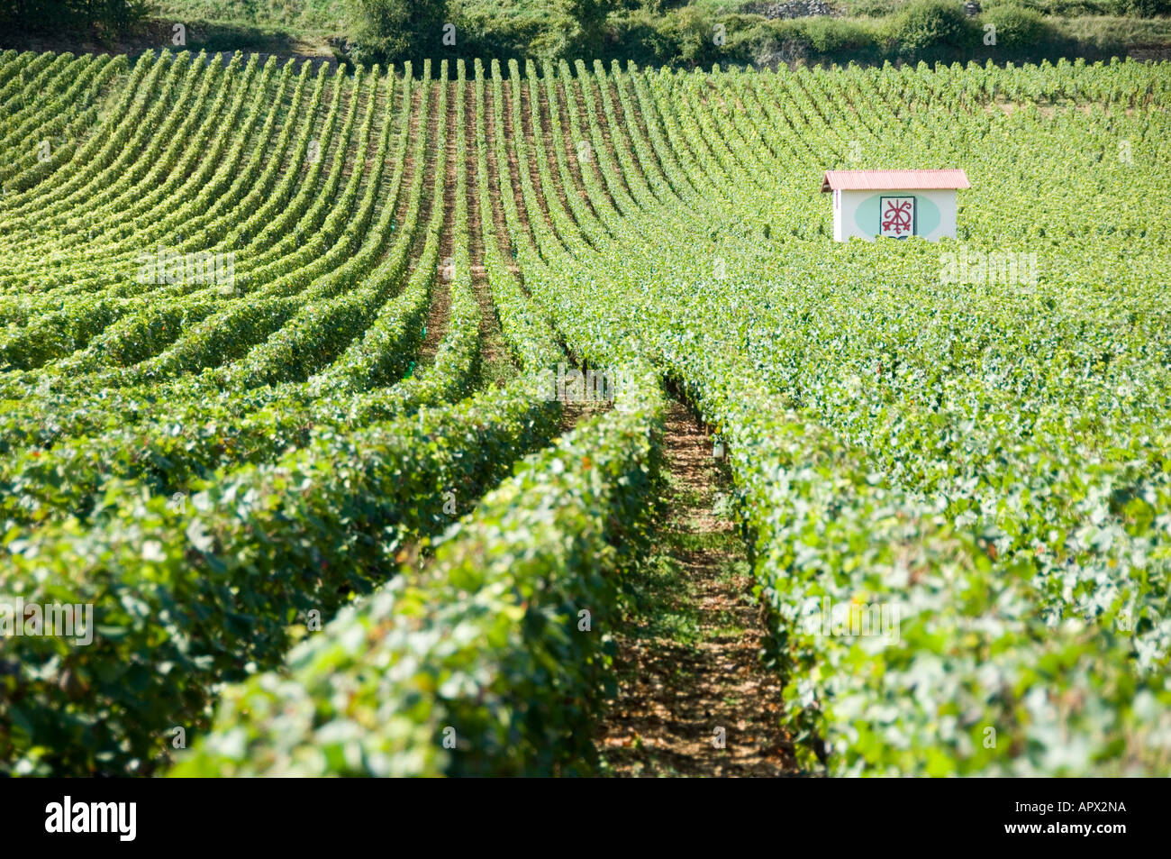 French wine making village rows of vines landscape viniculture hi-res ...