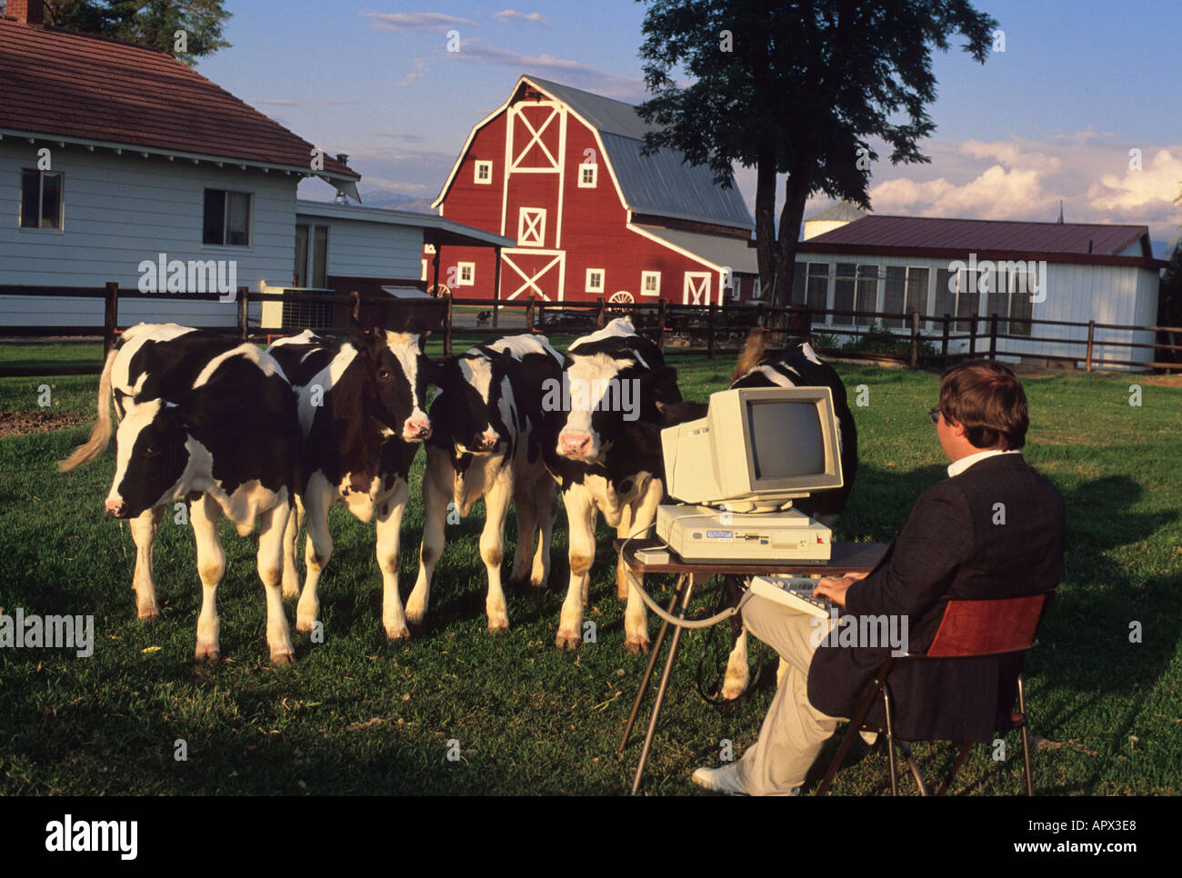 A farmer using a computer on the farm with cows watching PHOTO ...