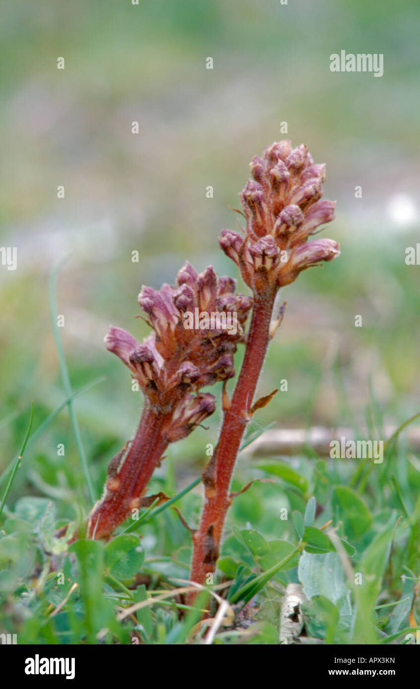 Common Broomrape (Orobanche minor Stock Photo - Alamy