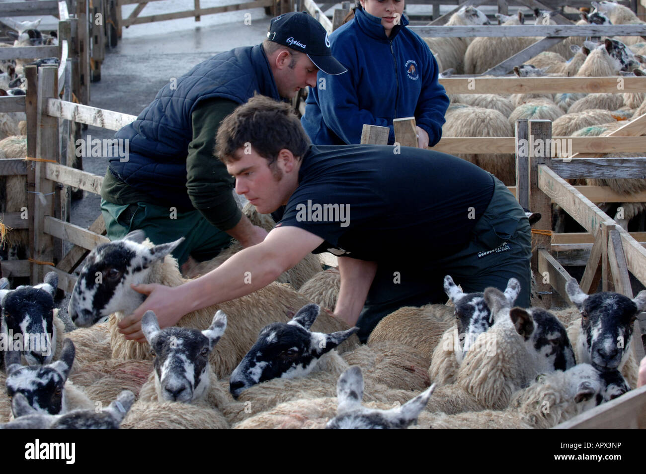 Mule gimmer lamb sale at Hawes Auction Mart Stock Photo - Alamy