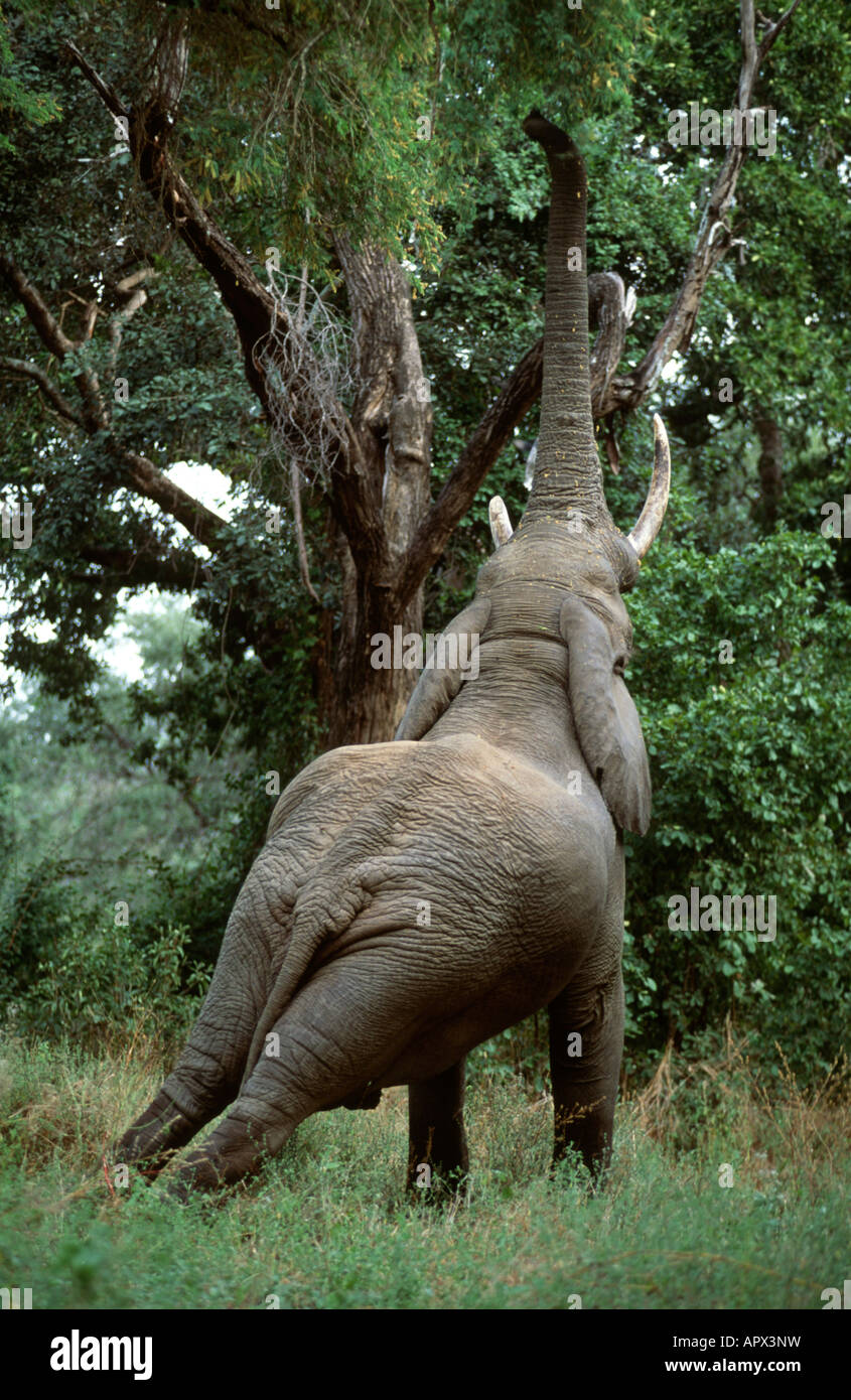 Elephant (Loxodonta africana) reaching for pods on an Acacia albida ...