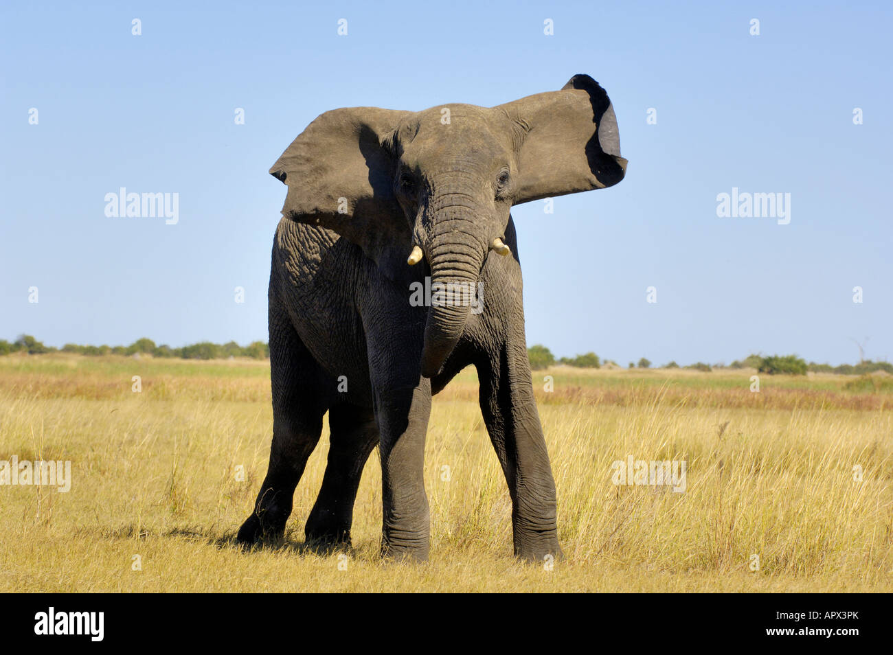An African elephant in a large open grassland shakes it's head in anger ...
