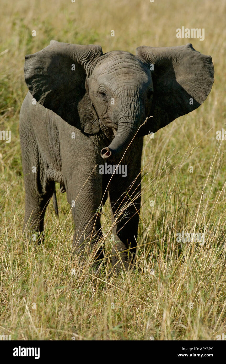 Elephant youngster raising its trunk to sniff the air Stock Photo - Alamy