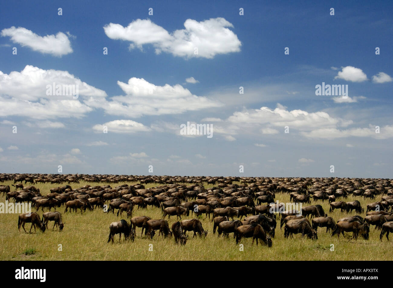 Large herd of wildebeest grazing Stock Photo - Alamy