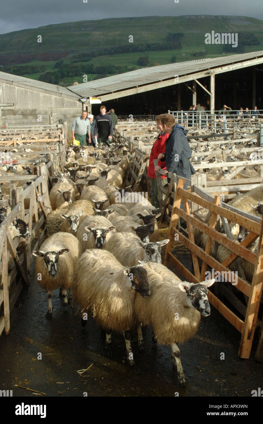 Mule gimmer lamb sale at Hawes Auction Mart Stock Photo - Alamy