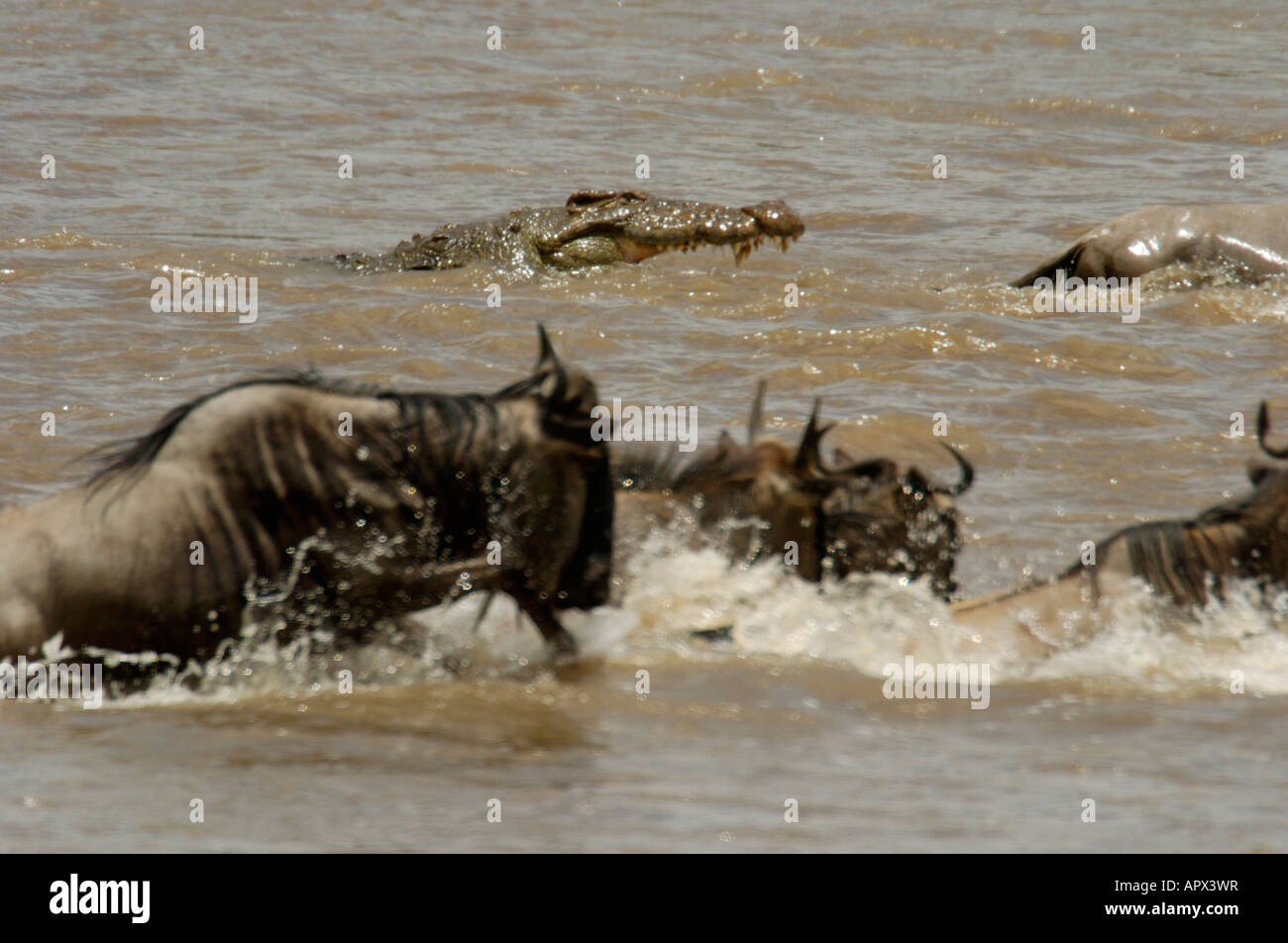 A large crocodile with jaws open swimming towards the back of a ...