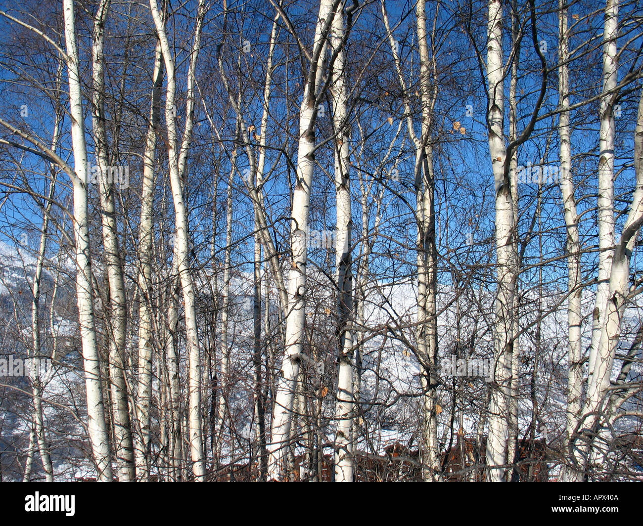 Alpine Silver Birch Stock Photo - Alamy