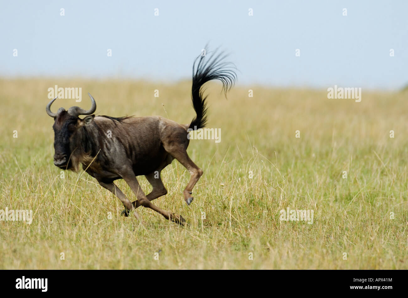An excited wildebeest running during the annual migration Stock Photo ...