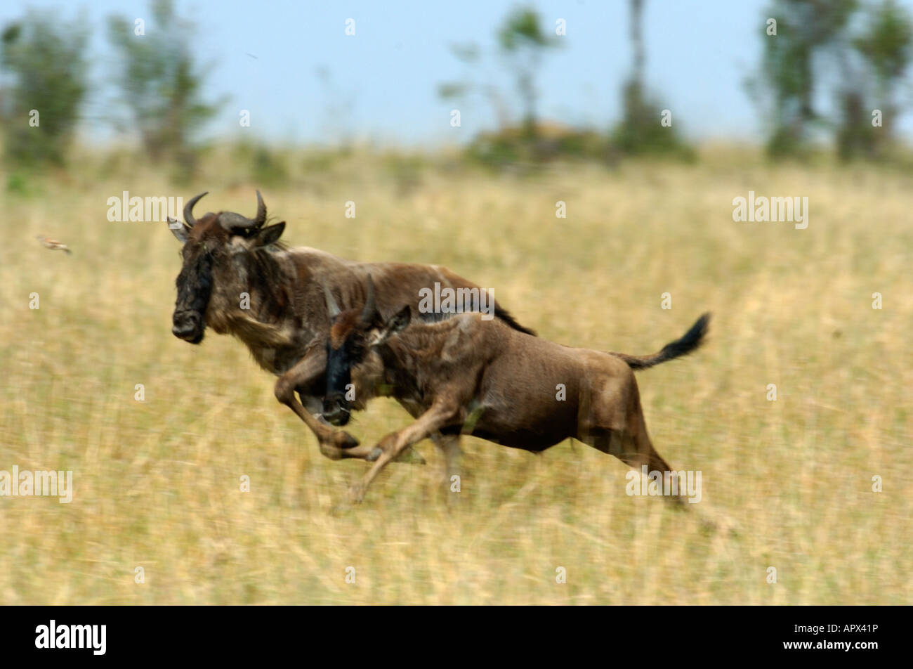 Wildebeest and juvenile running Stock Photo - Alamy