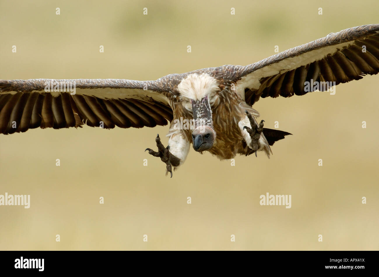 Black-backed Jackal v Lappet-faced Vulture - Carnivora