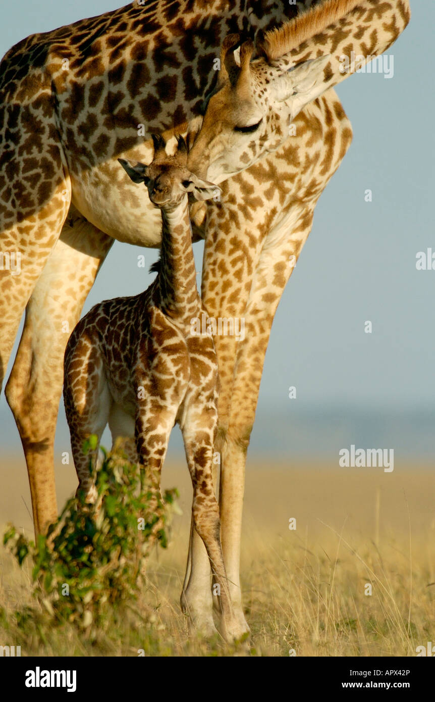 Giraffe with baby Stock Photo - Alamy