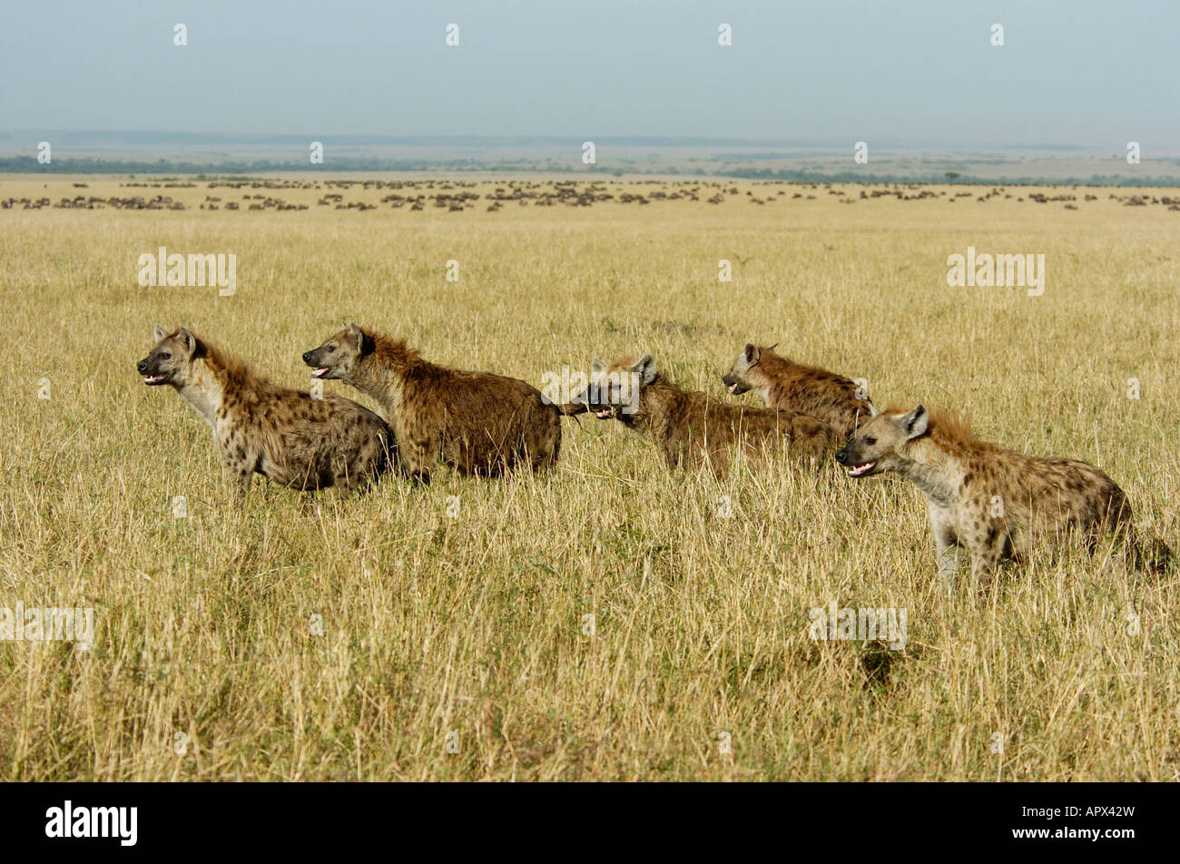 hyaena pack on the hunt with massive herds of wildebeest in the ...