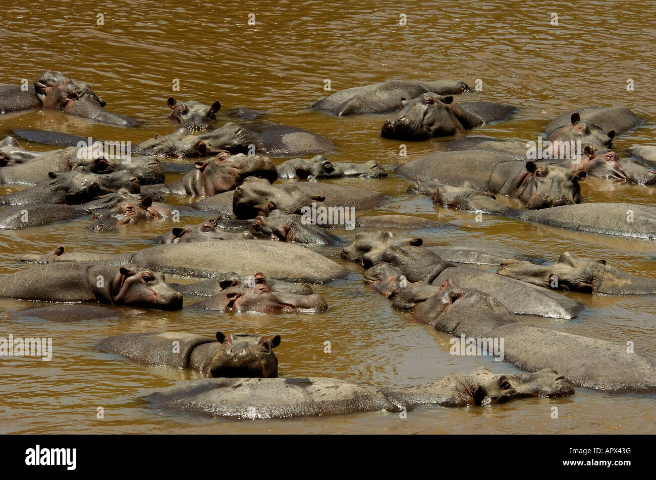 Large pod of hippo wallowing in a waterhole Stock Photo - Alamy