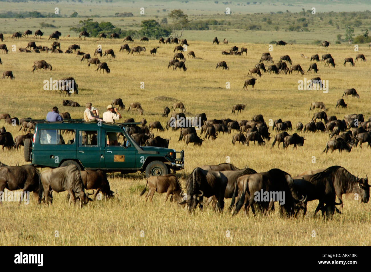 Tourist in game viewing vehicle watching large herds of wildebeest ...
