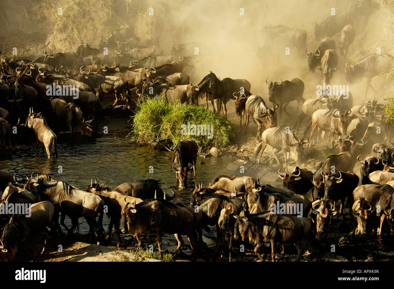 Large herd of wildebeest crossing a river during annual migration Stock ...