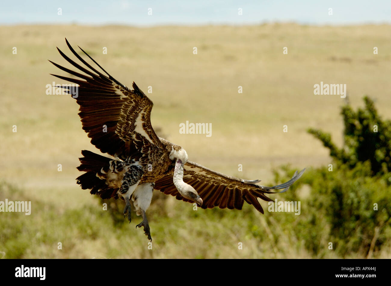 Ruppells vulture (griffon) with wings and talons outstretched preparing ...