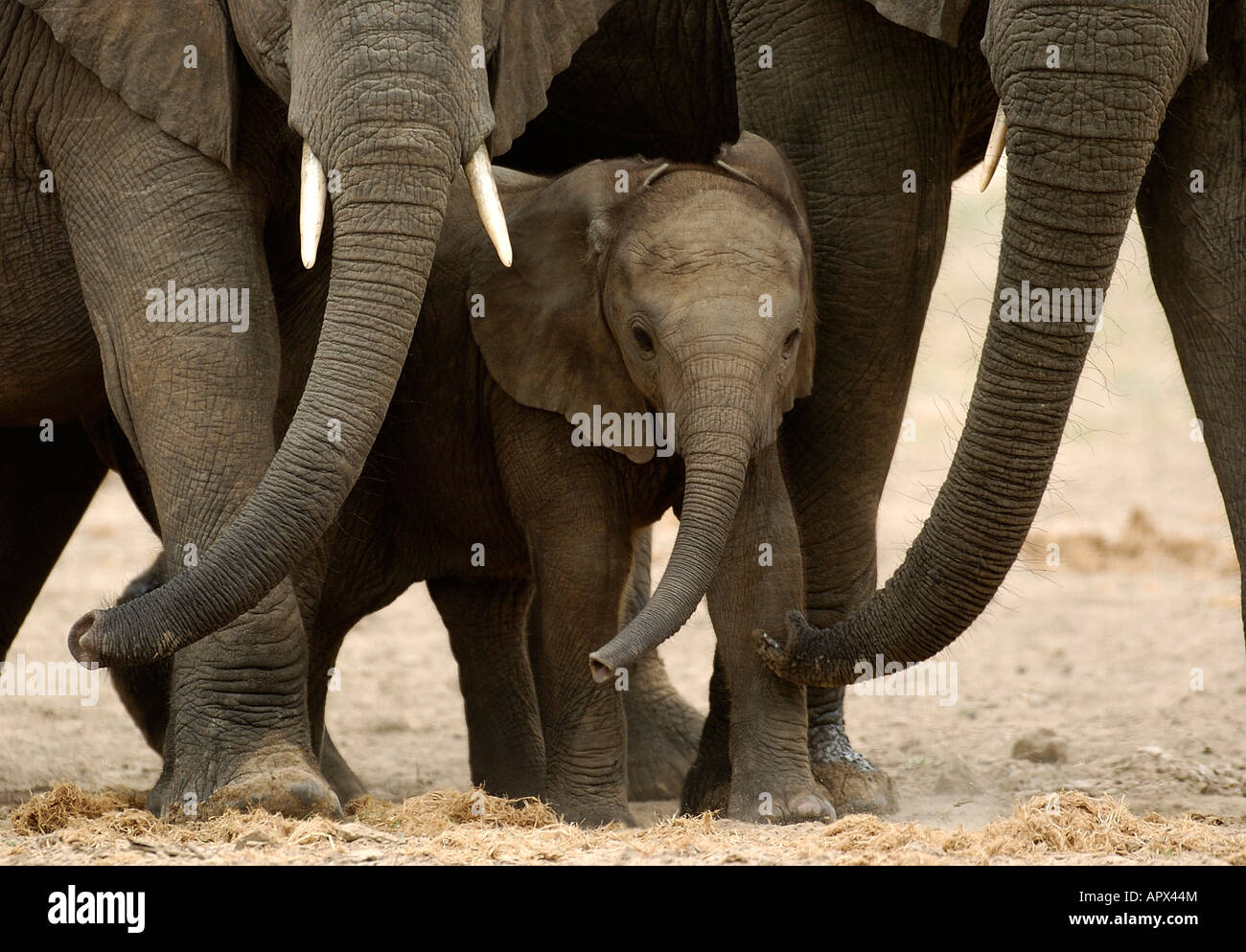Two sub-adult elephants with a baby between them all with their trunks ...