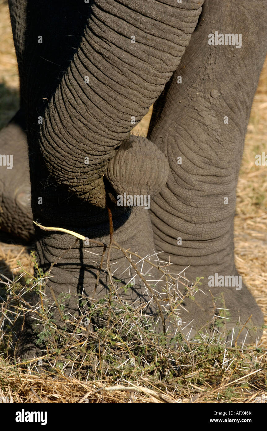 Close-up of elephants trunk and forelegs as it feeds on fallen thorn ...