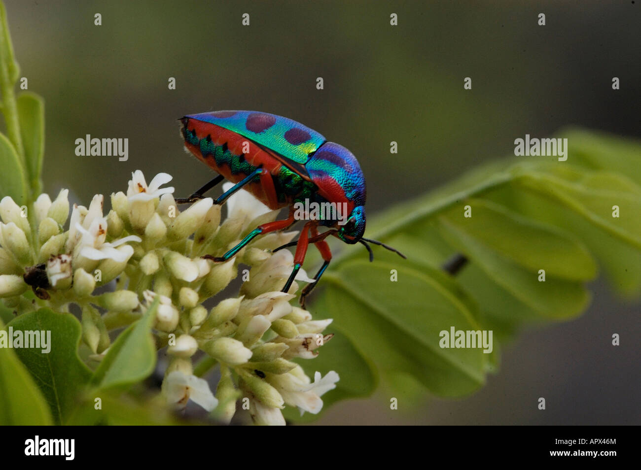 Rainbow shield bug Stock Photo - Alamy