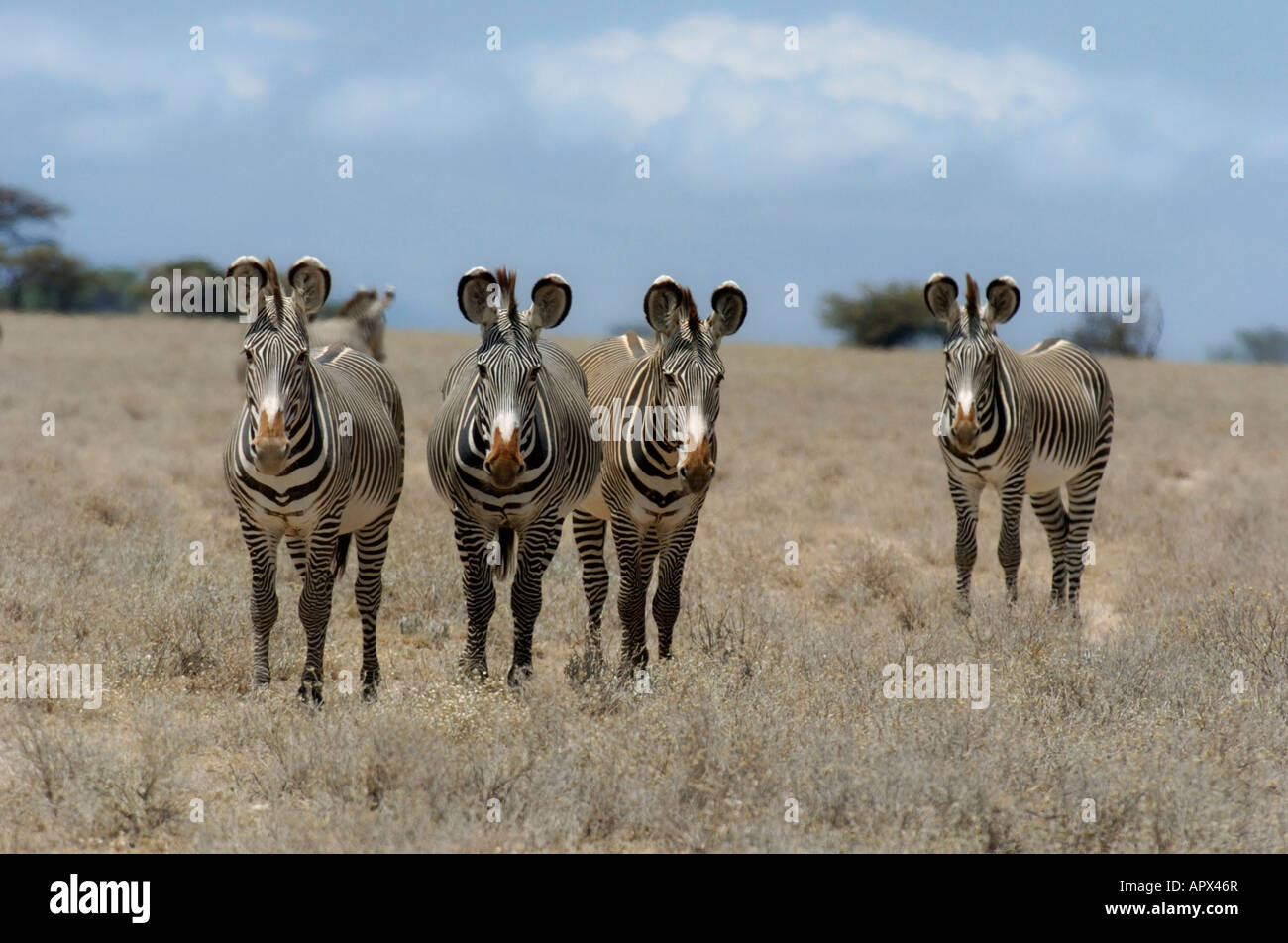 Zebra Head Facing High Resolution Stock Photography and Images - Alamy