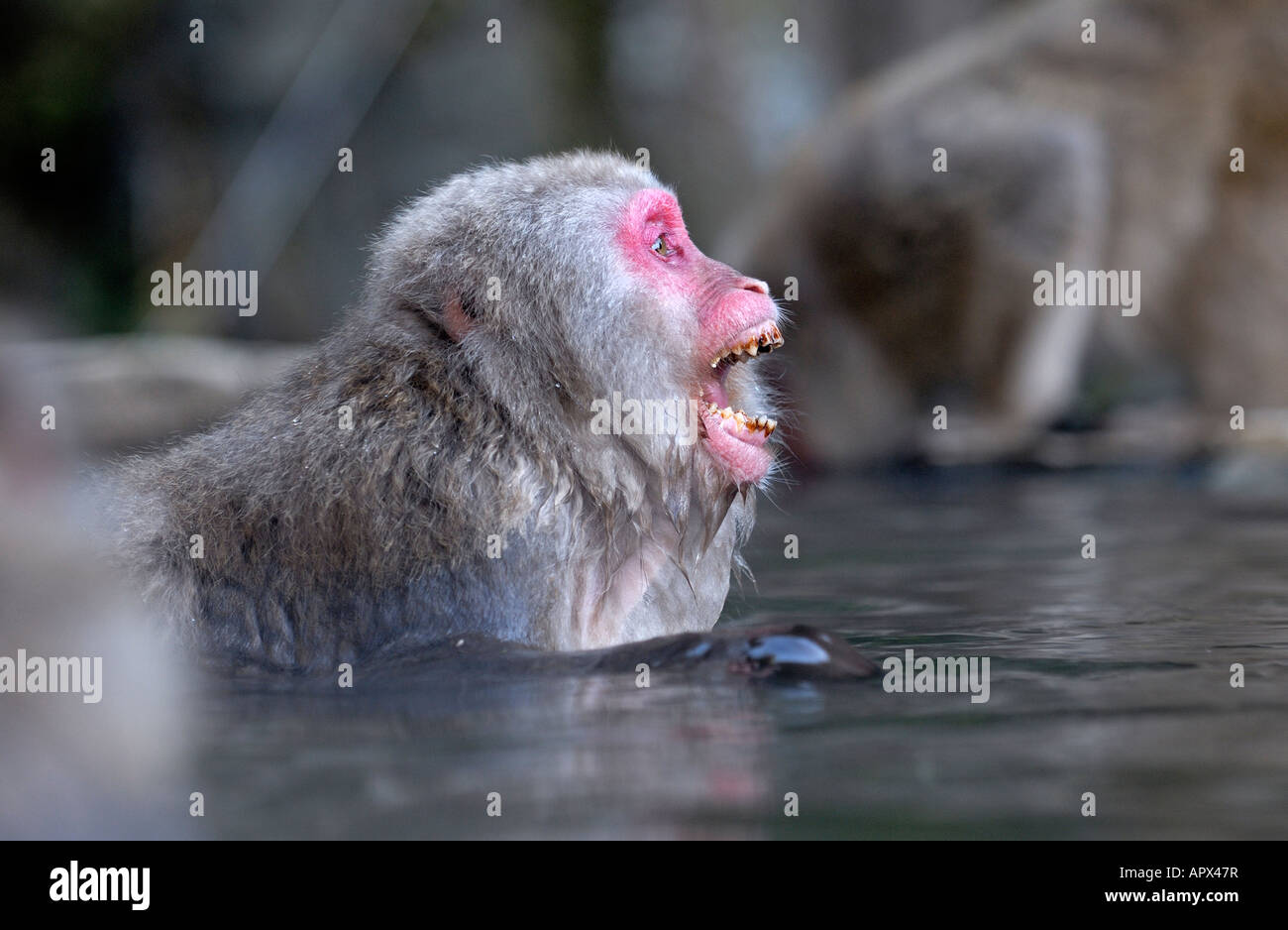 Angry Japanese Macaque Macaca fuscata shouting exposing its teeth in ...