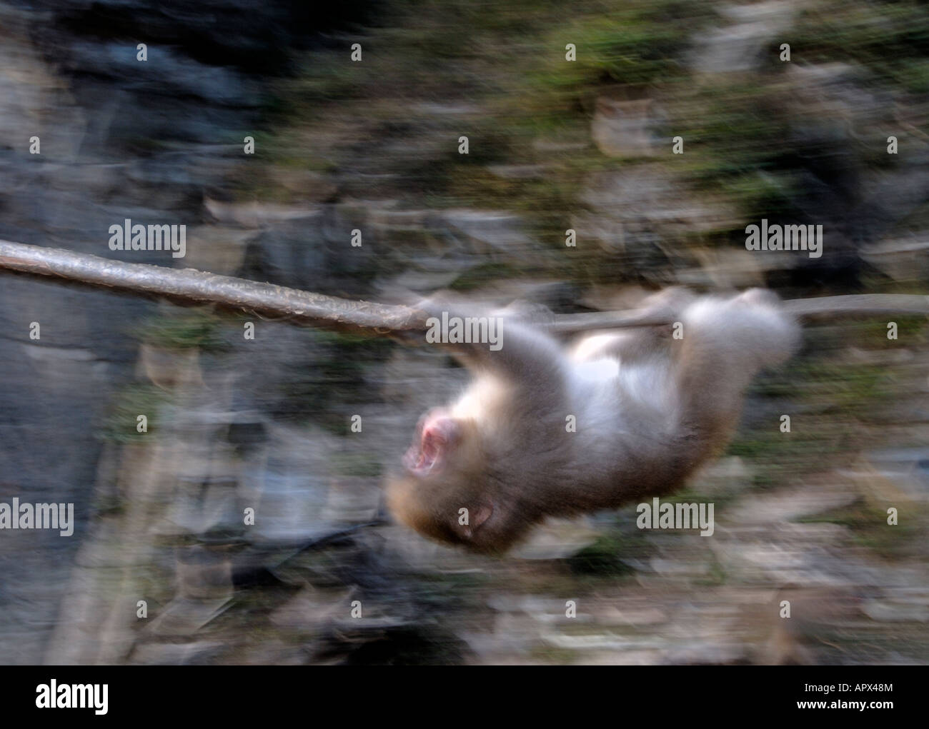 Young Japanese Macaque Macaca fuscata hanging on a tree branch Nagano ...