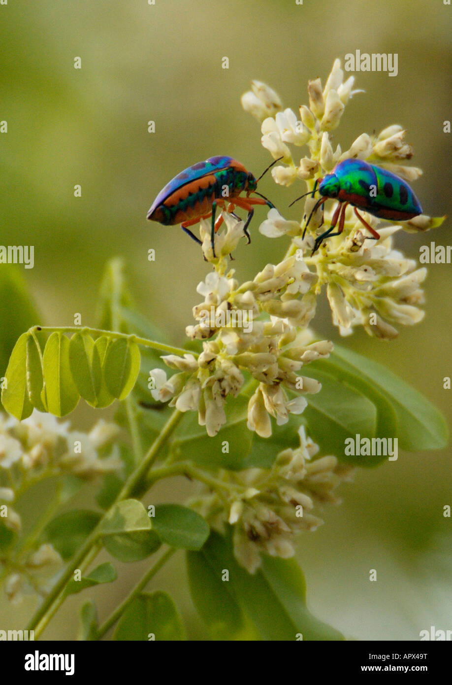 Rainbow shield bugs Stock Photo - Alamy
