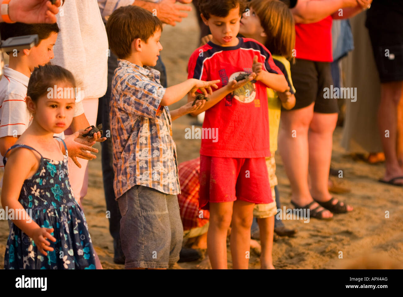 Oliver ridley turtles hi-res stock photography and images - Alamy