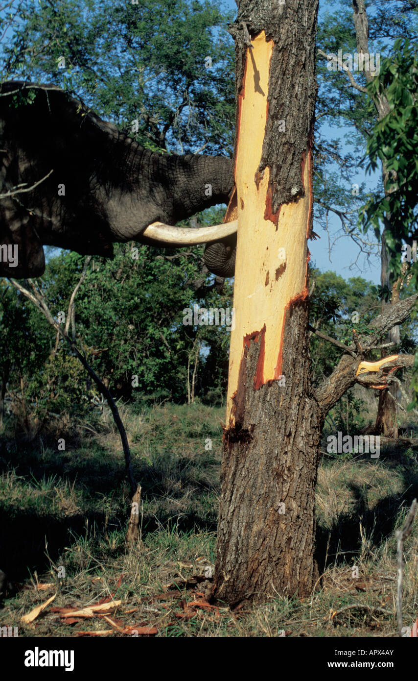Elephant (Loxodonta africana) wedging its tusk beneath the bark of an ...