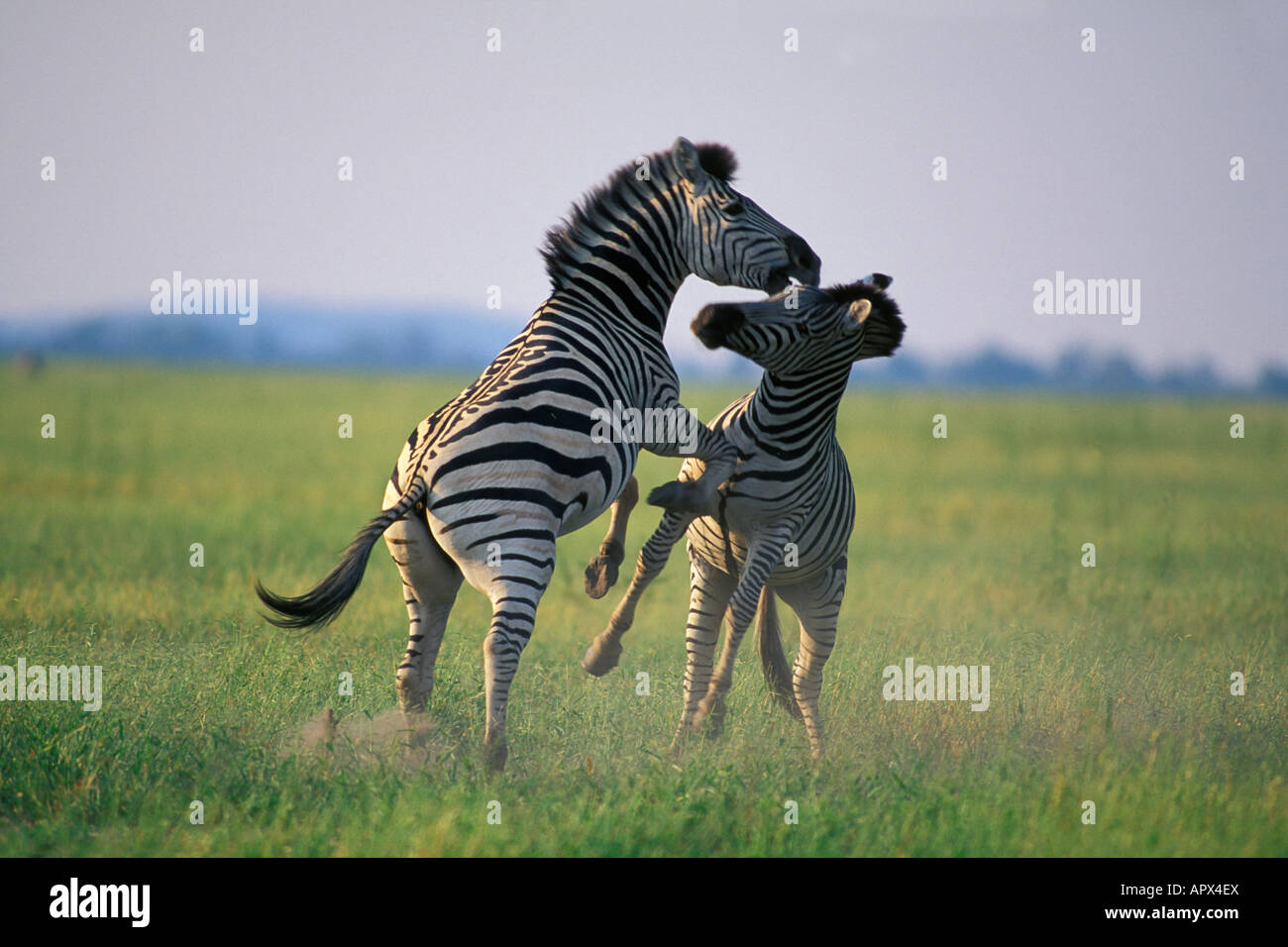 Zebra competition hi-res stock photography and images - Alamy