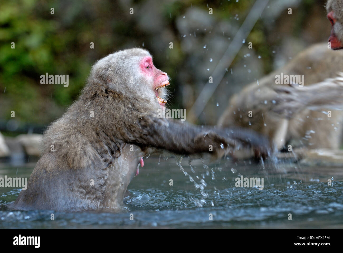 Two Japanese Macaques Macaca fuscata fighting in hot springs of ...