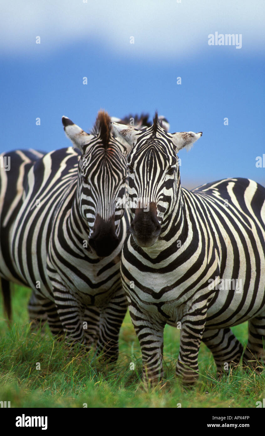 Zebra pair standing close together Stock Photo - Alamy