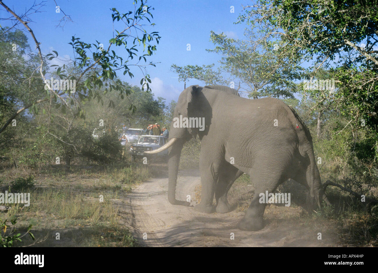 A team of veterinarians wait for the sedative to take effect on a ...