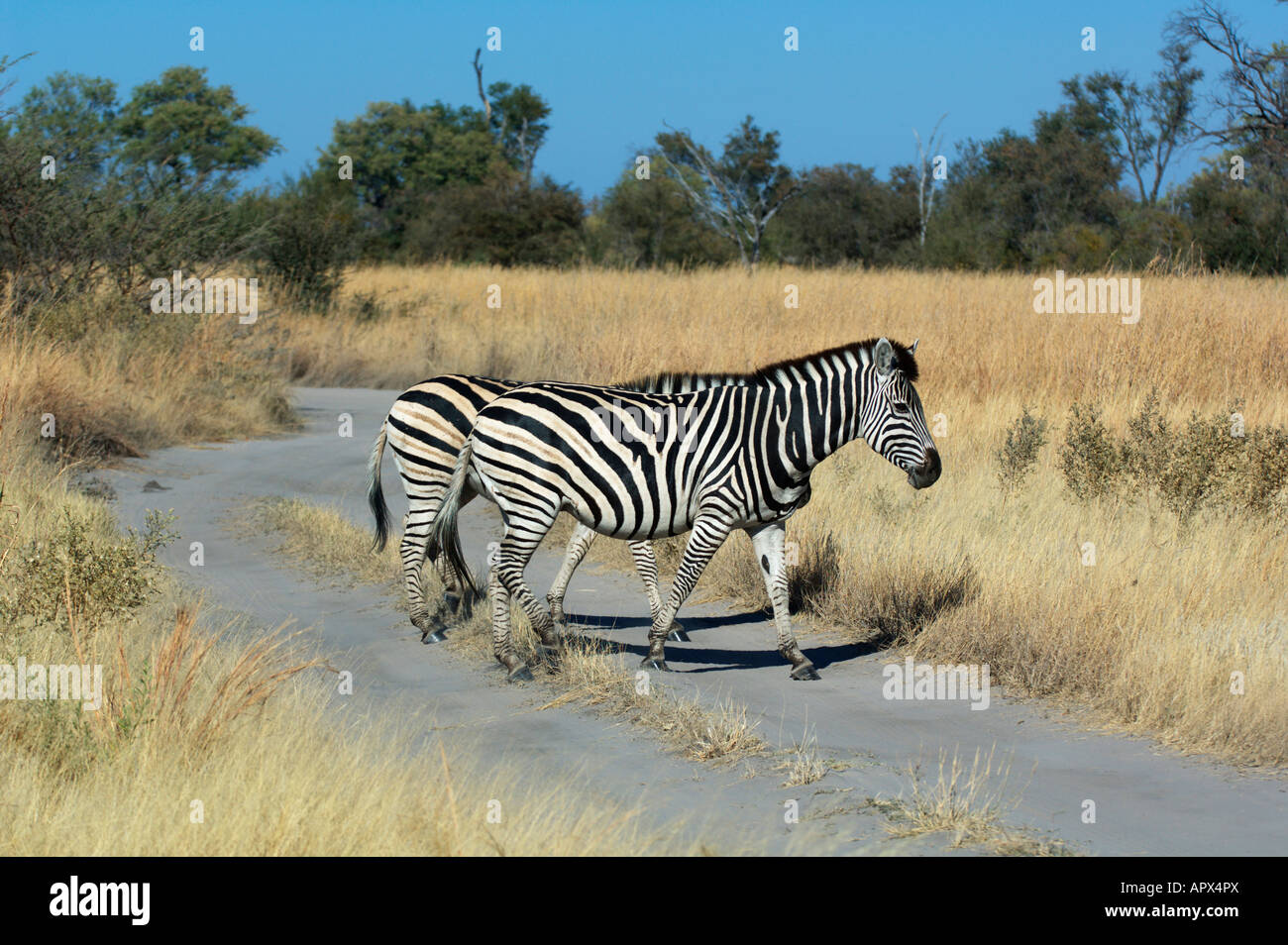 Two plains burchells zebra hi-res stock photography and images - Alamy