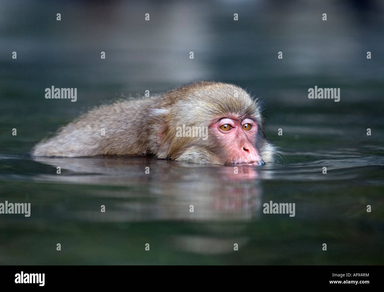 Young Japanese Macaque Macaca fuscata swimming in hot spring Jigokudani ...