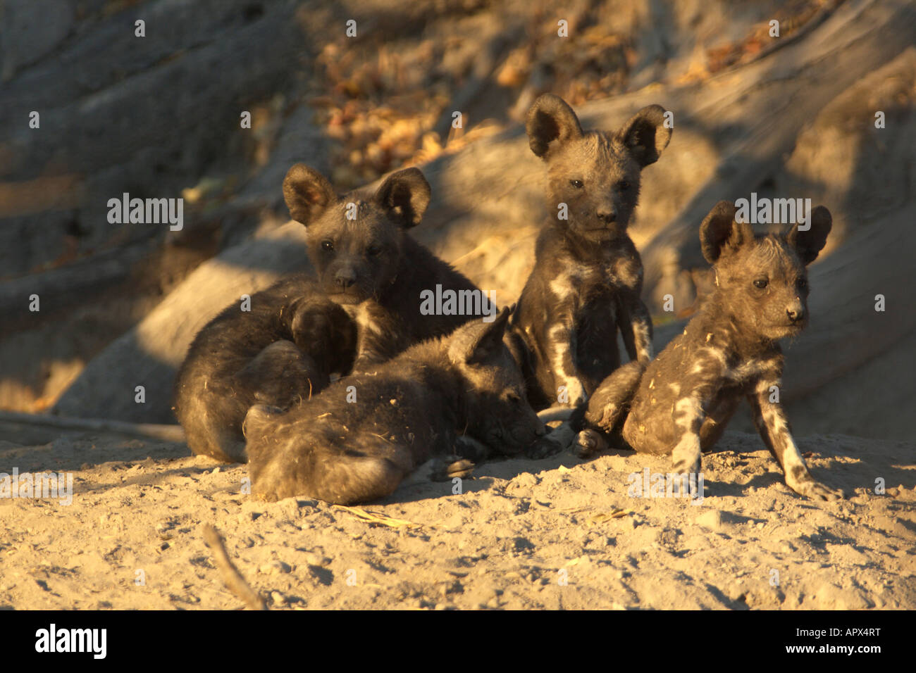 African wild dog puppies hi-res stock photography and images - Alamy
