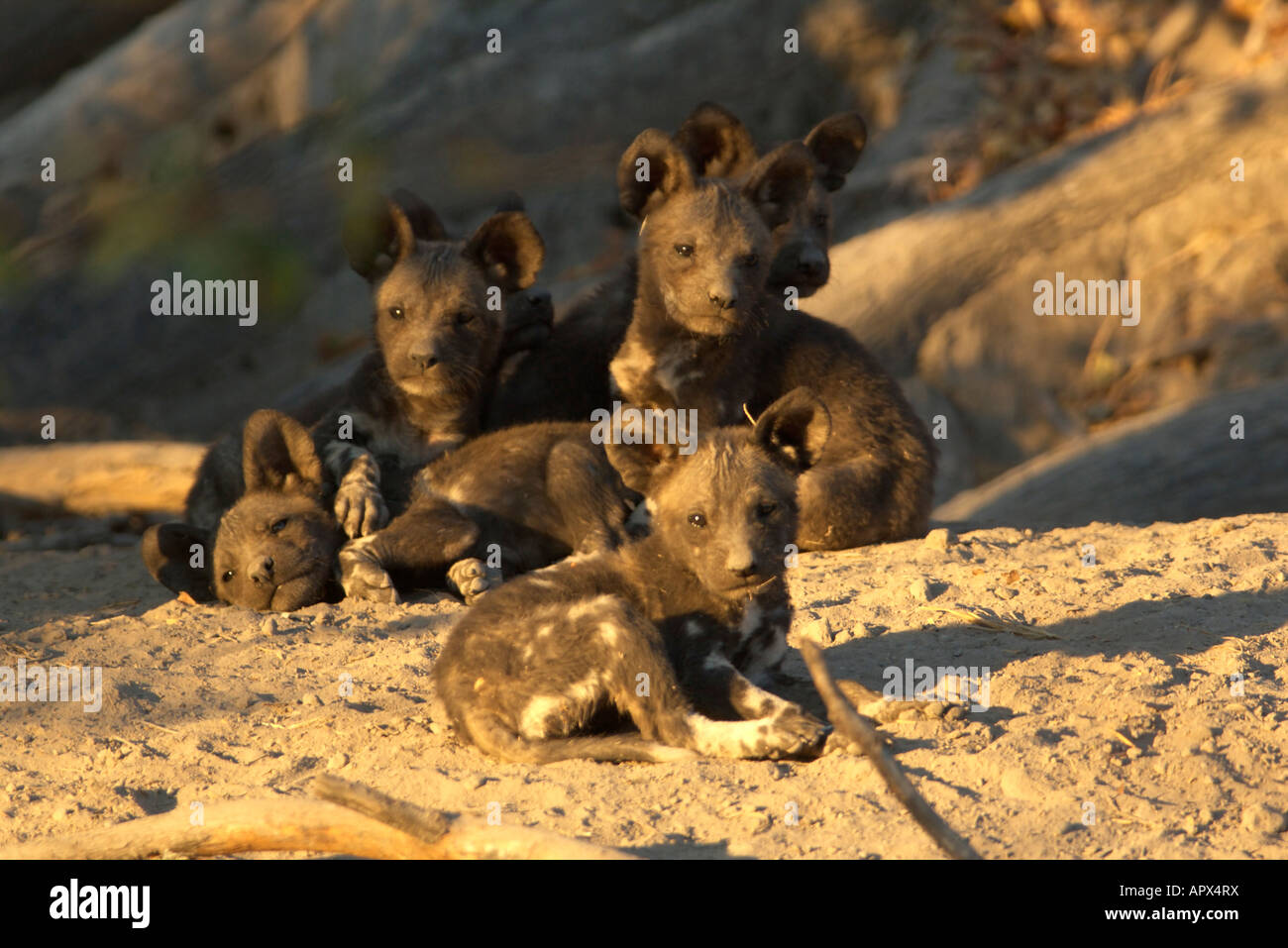 Wild dog pups at a den site Stock Photo - Alamy