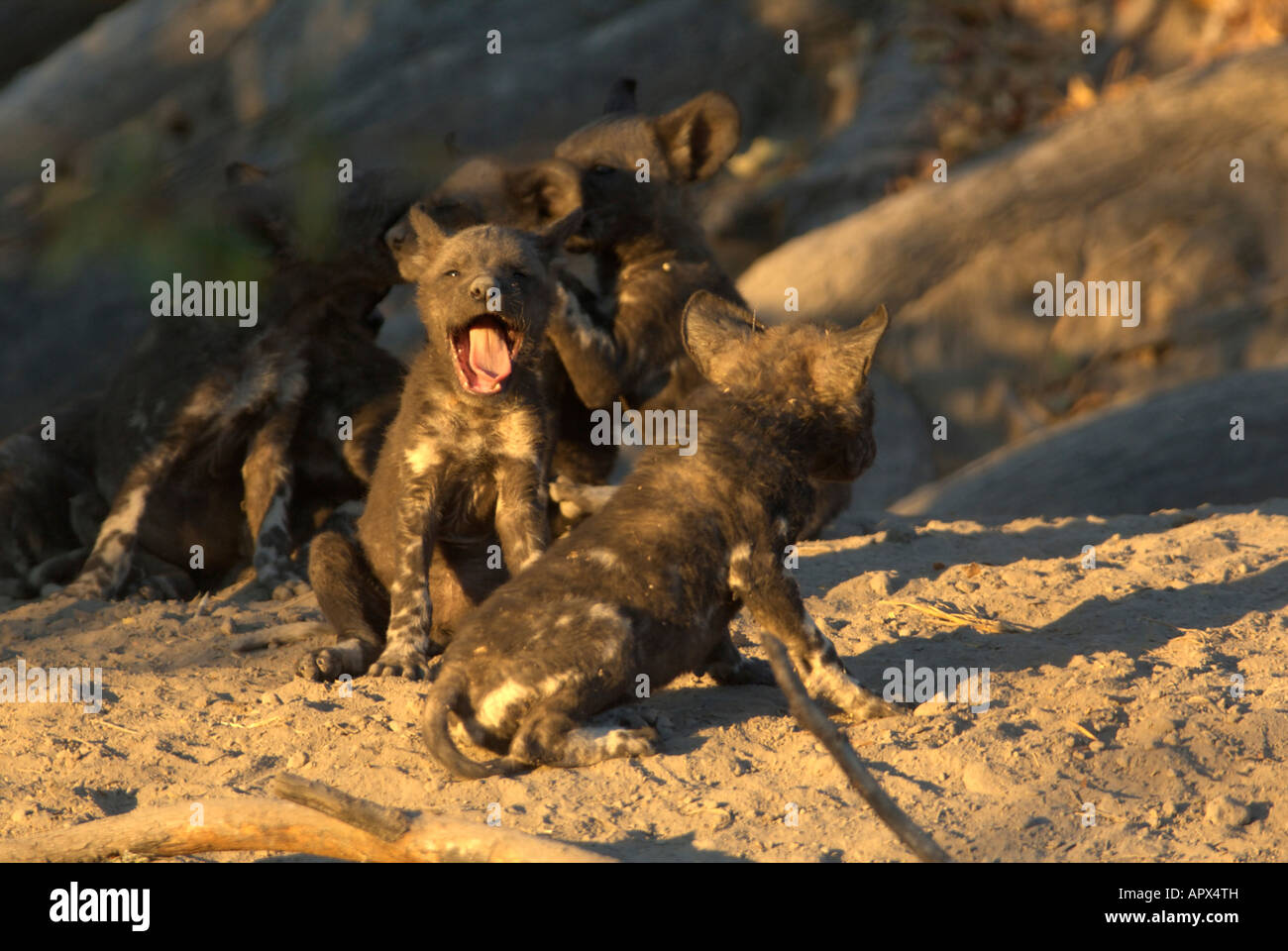 African wild dog puppies hi-res stock photography and images - Alamy