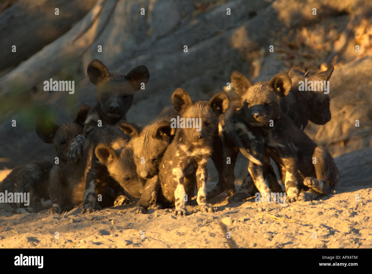 Wild dog pups at a den site Stock Photo - Alamy