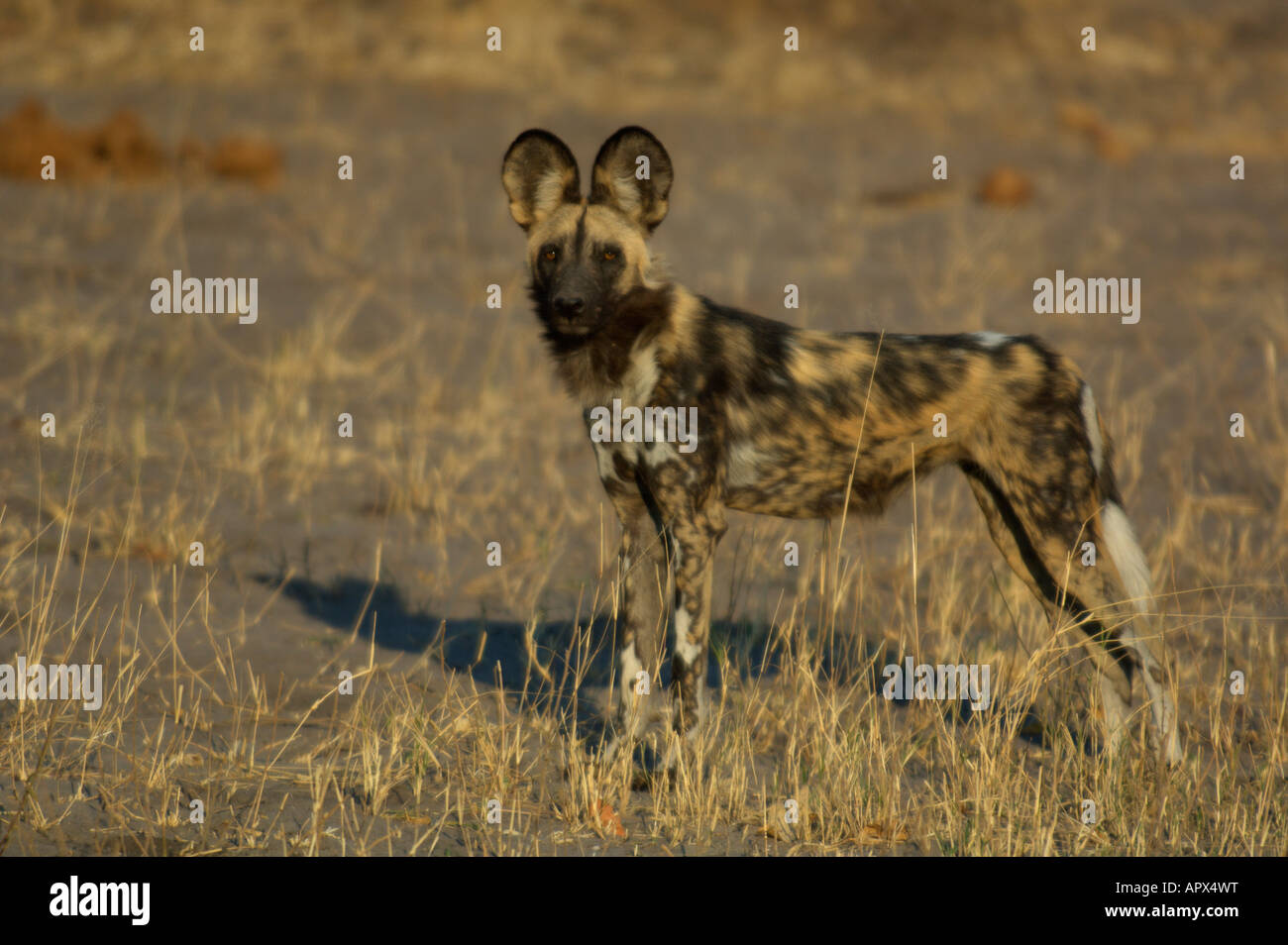Wild dog or cape hunting dog Stock Photo - Alamy