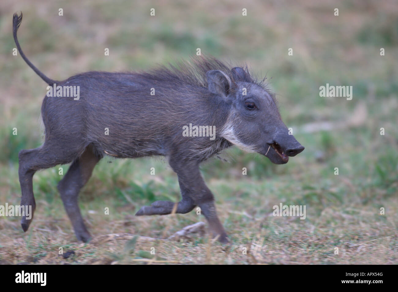 Warthog piglet running Stock Photo - Alamy