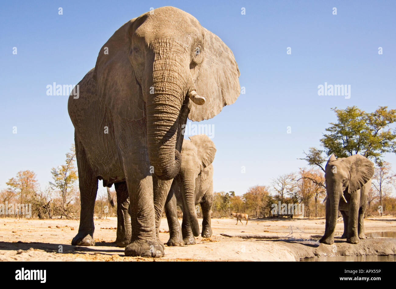 Elephant bull at a natural pan viewed from a low-angle Stock Photo - Alamy